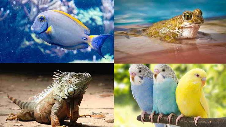 Ciri Ciri Hewan Vertebrata, Pengertian dan Klasifikasinya - Fakta.id