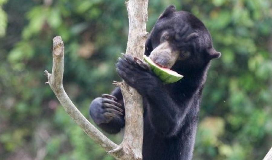 Hewan Omnivora: Pengertian, Ciri dan Contohnya, Cek Berikut Ini - Fakta.id