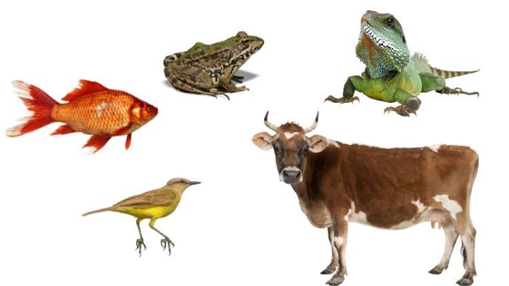 Ciri Ciri Hewan Vertebrata, Pengertian dan Klasifikasinya - Fakta.id