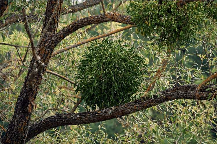 Parasitisme Adalah,: Ciri-Ciri, dan Contoh Simbiosis Parasitisme - Fakta.id