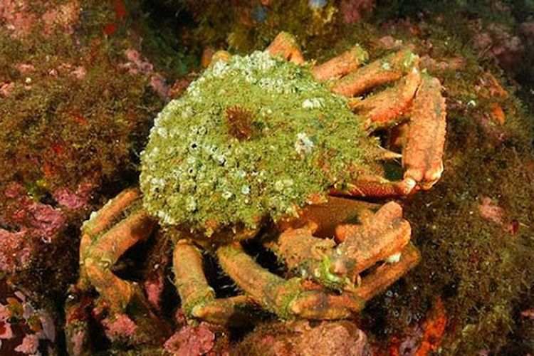 Apa itu Mutualisme, Contoh, dan Perbedaannya (Lengkap) - Fakta.id