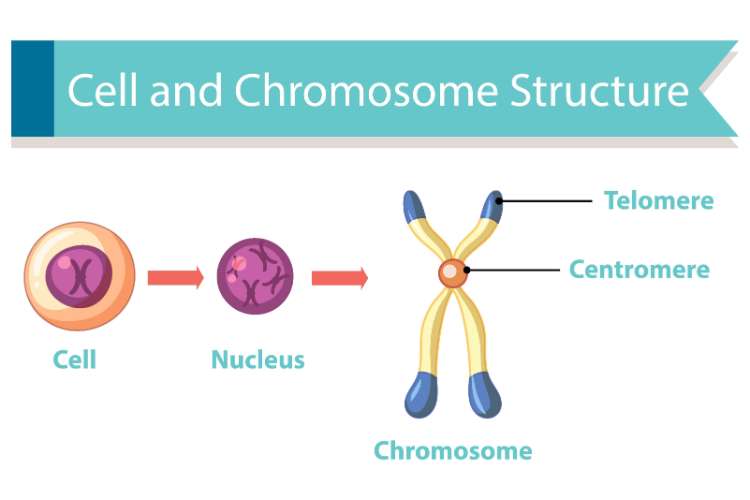 Pengertian Kromosom, Jenis, Mutasi dan Fungsinya - Fakta.id