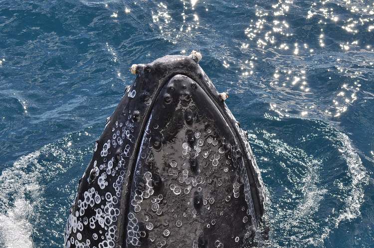 Parasitisme Adalah,: Ciri-Ciri, dan Contoh Simbiosis Parasitisme - Fakta.id