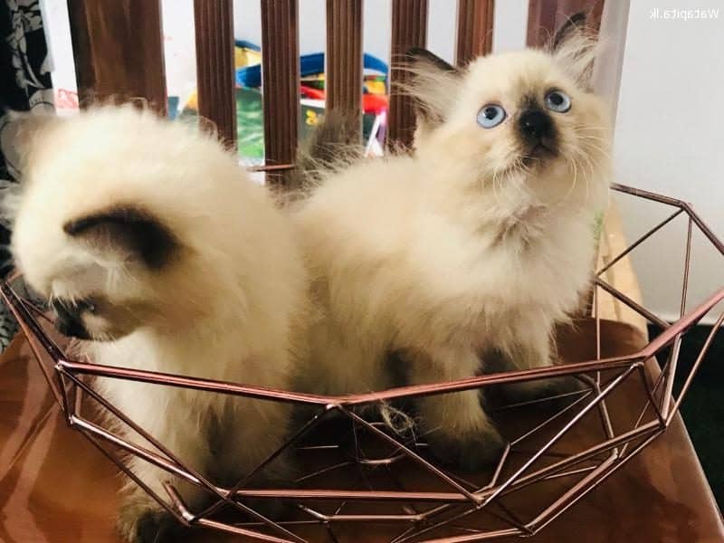 Kucing Himalaya: Ciri-ciri, Jenis dan Cara Merawat - Fakta.id