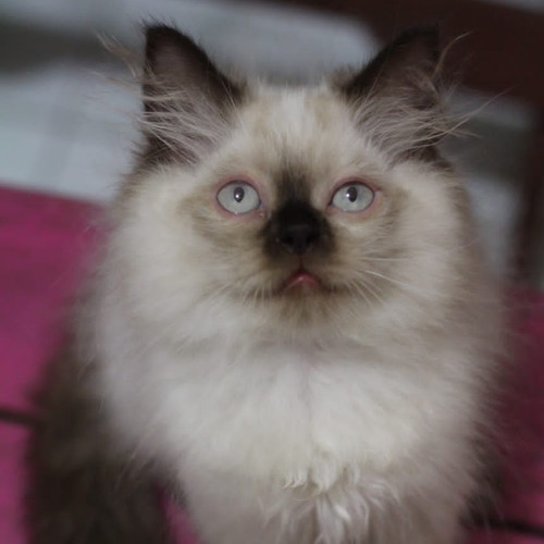 Kucing Himalaya: Ciri-ciri, Jenis dan Cara Merawat - Fakta.id